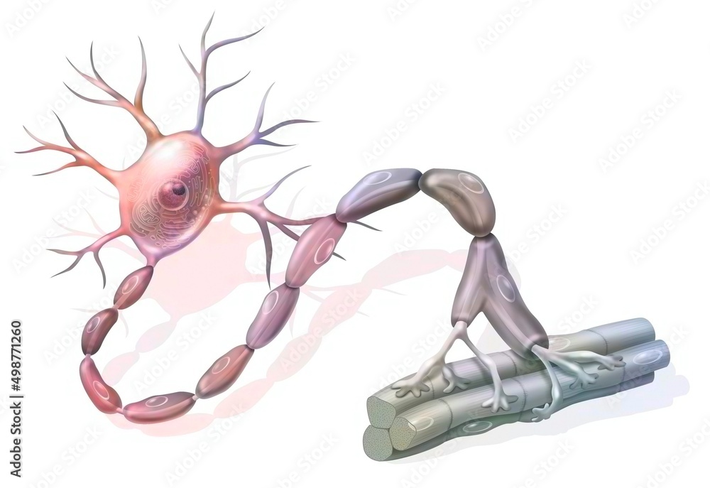 Poster Motor neuron: neuron in contact with muscle fibers. – Wall Art ...