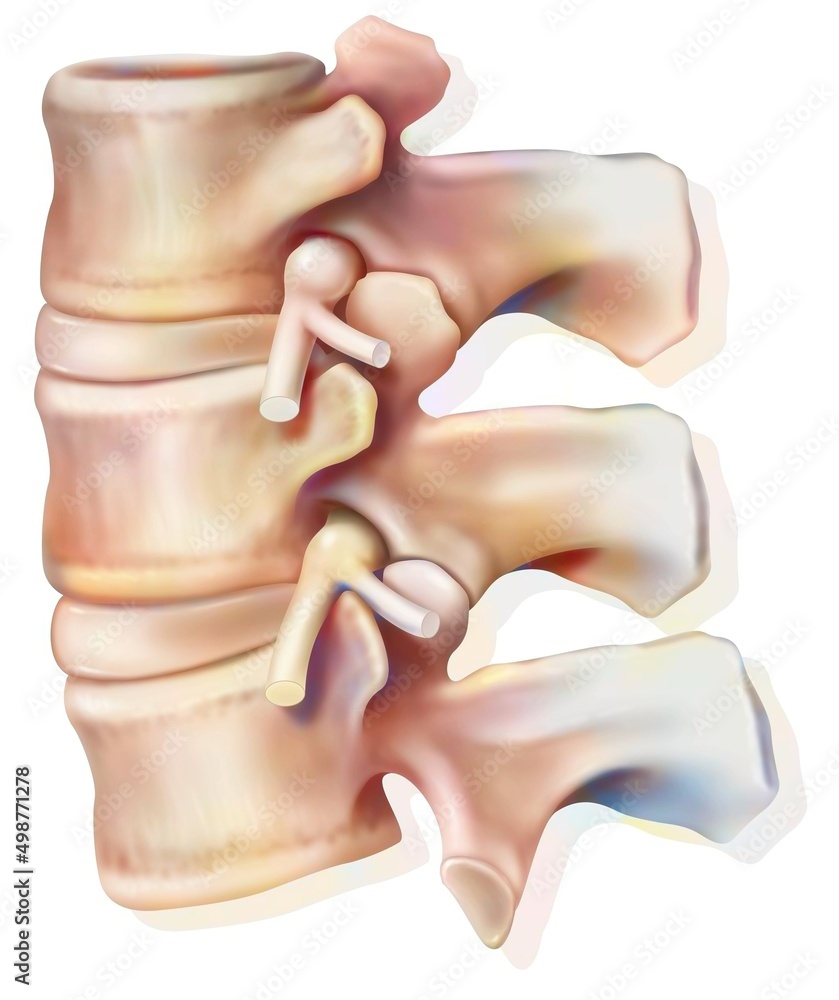 Lumbar nerve roots of the spinal nerves coming out of the lumbar. Stock ...