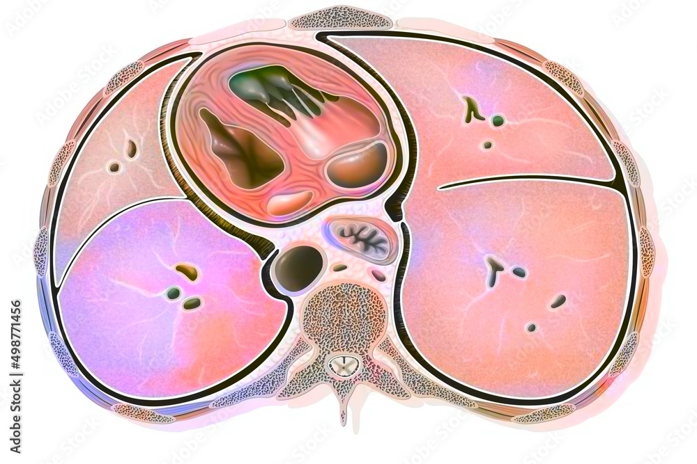 Cross section of the thorax with the heart lungs esophagus and aorta ...