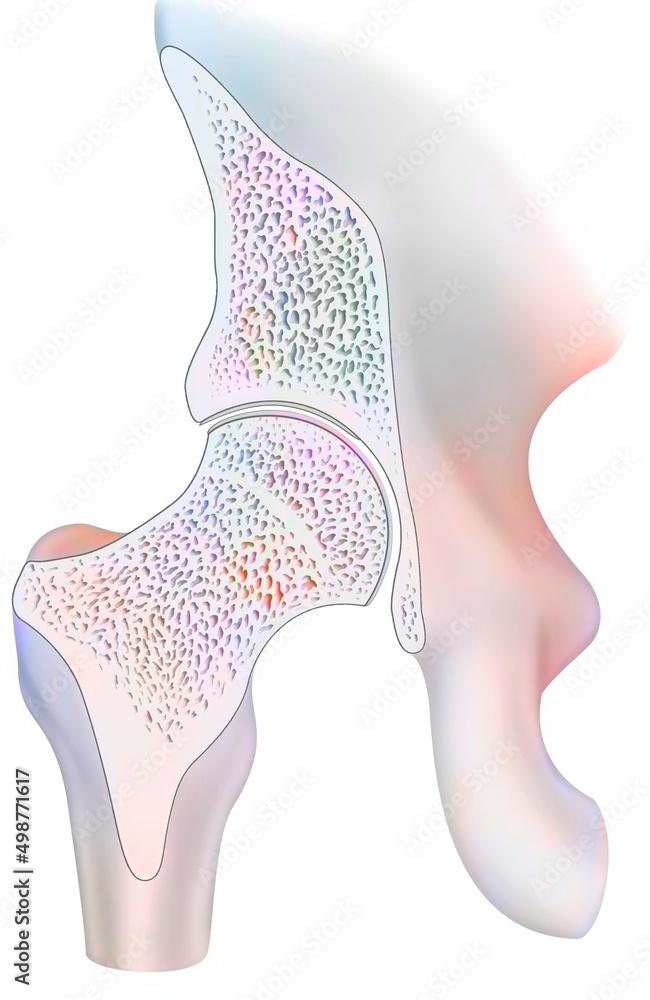 Mid-sagittal section of a healthy hip joint. Stock Illustration | Adobe ...