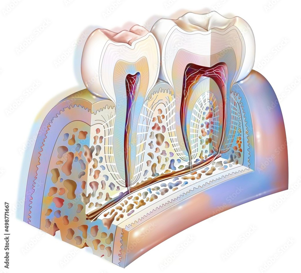 Anatomy of the tooth showing the enamel dentin pulp. Stock Illustration ...
