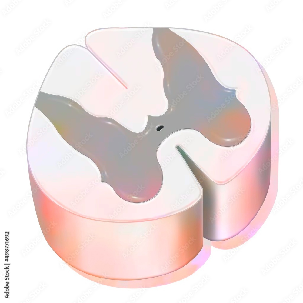 Structure of the spinal cord with white and gray matter. Illustration ...