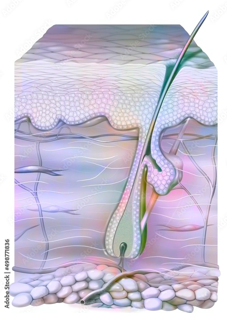 Cut of skin with hair (integument) epidermis sebaceous gland. Stock ...