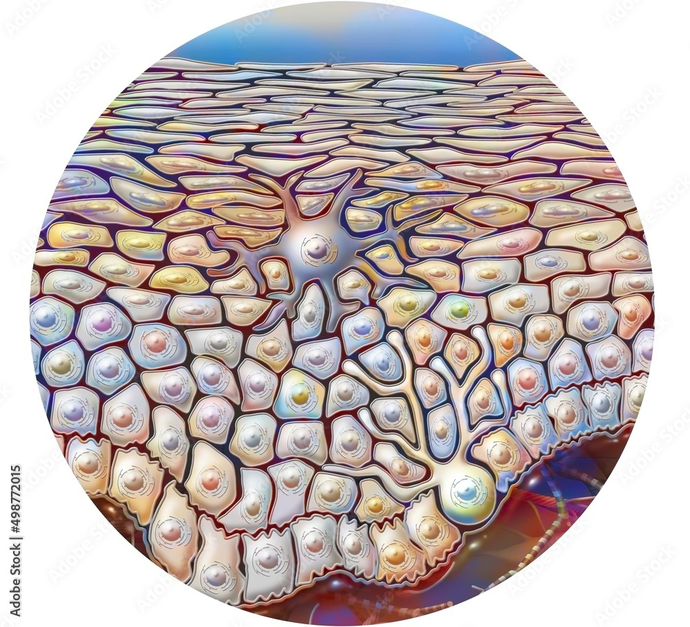 Skin epidermis from the basal layer to the stratum corneum. Stock ...