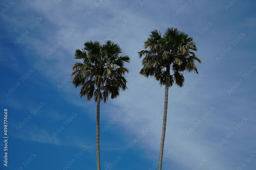 Asian Palmyra palm trees with beautiful sky. sugar palm trees. toddy ...