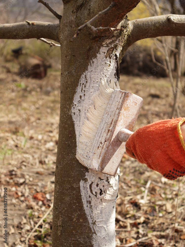 Girl whitewashing a tree trunk in a spring garden. Whitewash of spring ...