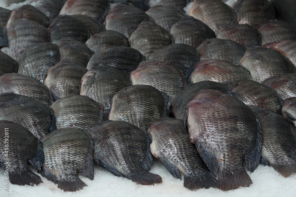 This image shows an array of Tilapia fish on ice shown at a fish market ...