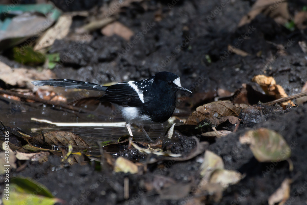 Spotted forktail (Enicurus maculatus) photographed near Lachen in ...