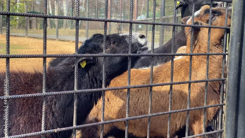 Feeding goats in the paddock at the zoo. An animal behind a fence Stock ...