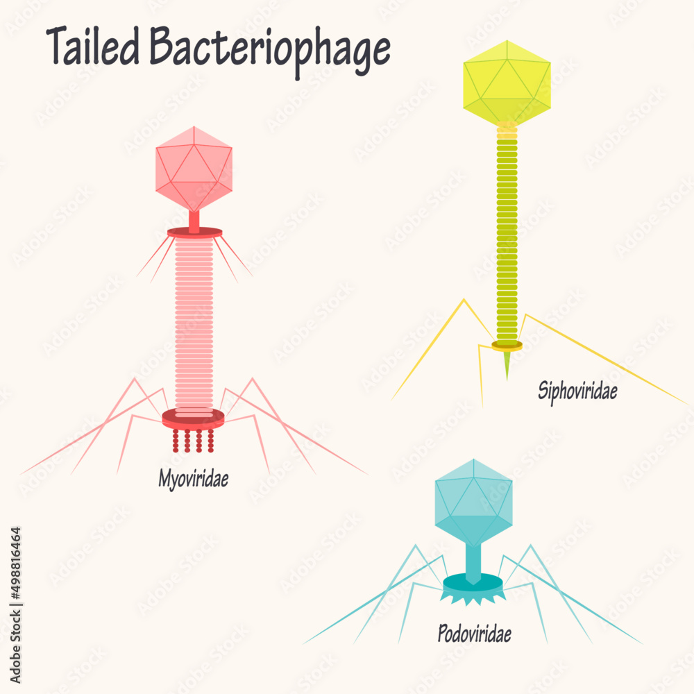Types of Tailed Bacteriophage Stock Vector | Adobe Stock