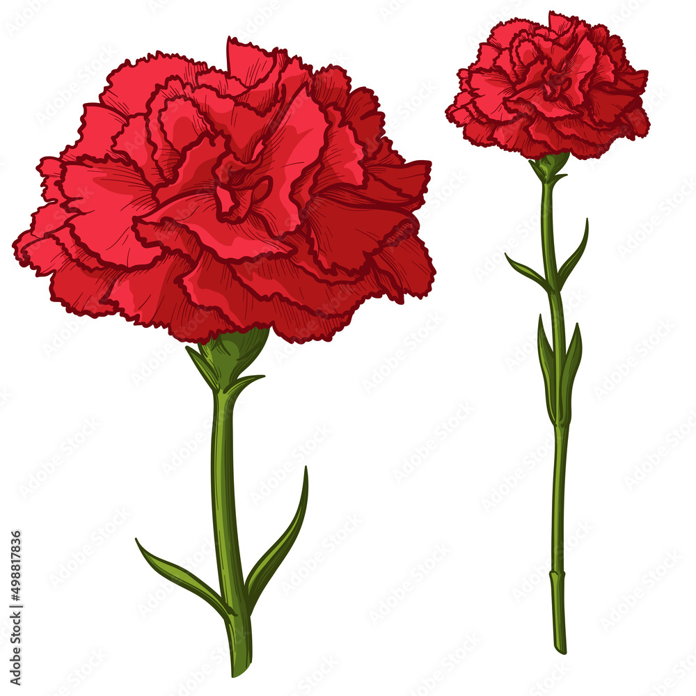 Red carnation isolated on white background. Vector illustration. Stock ...
