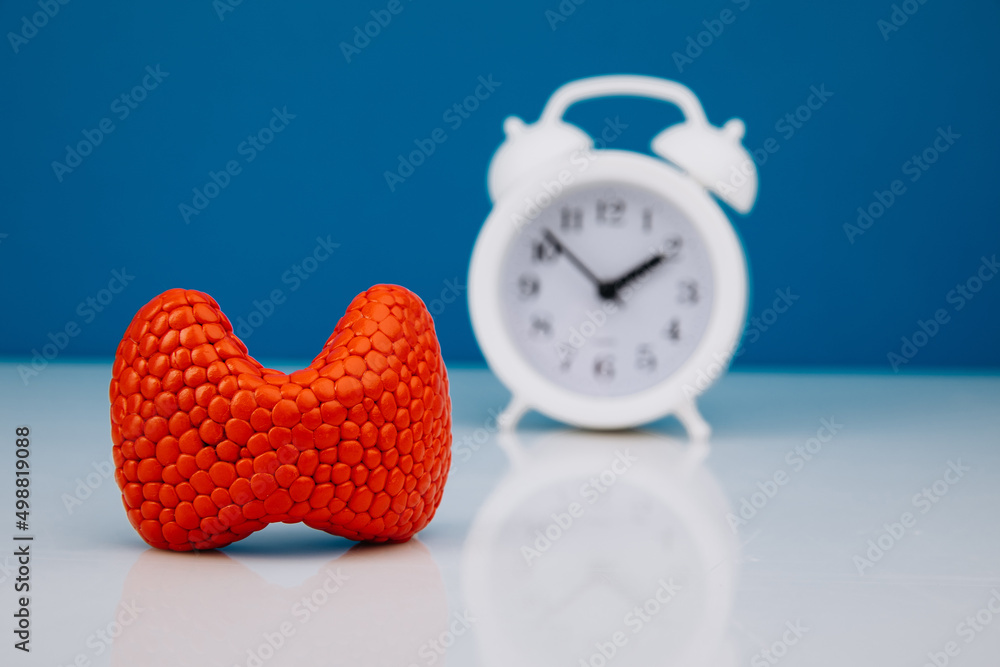 Time for health check concept. Model of gland and alarm clock Stock ...
