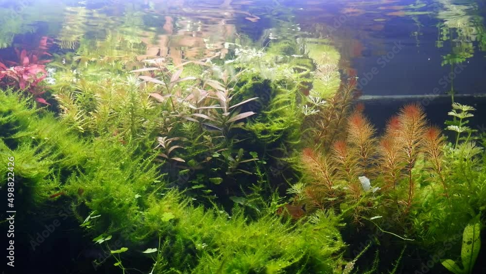 lush aquatic plants in a beautiful freshwater tropical ryoboku ...