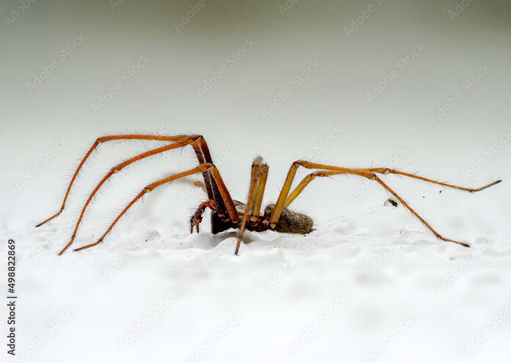 Große Winkelspinne (Eratigena atrica, Syn.: Tegenaria atrica) Stock ...