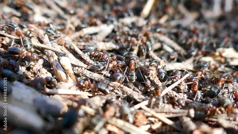 Spring revival of Red ants (Formica rufa). Masses of ants have climbed ...