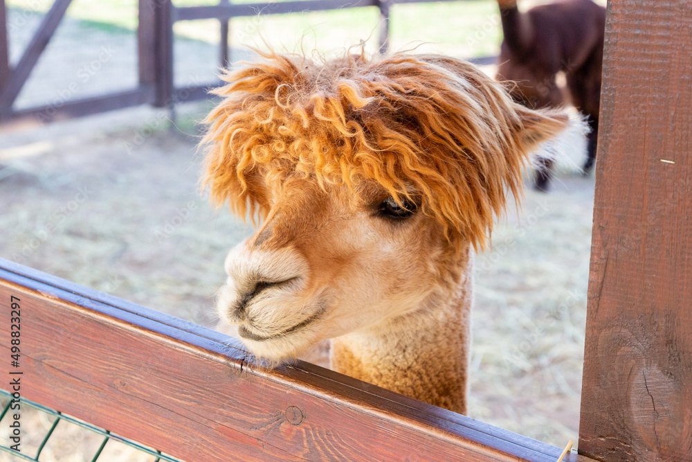 Sheared alpacas of different colors in nature Stock Photo | Adobe Stock