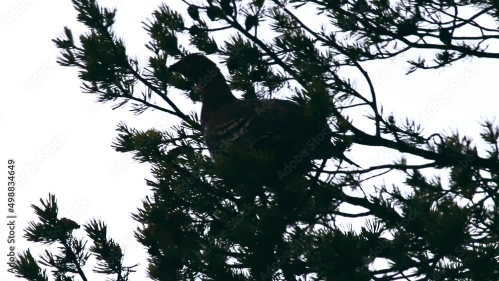 Early morning, dusk. The Black grouse (Lyrurus tetrix, female) woke up ...