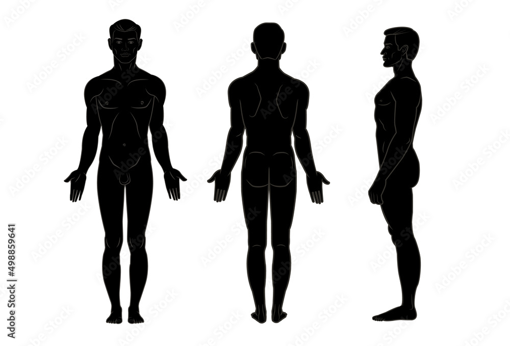 Vector sketch illustration of Silhouette male body. Front, back and ...