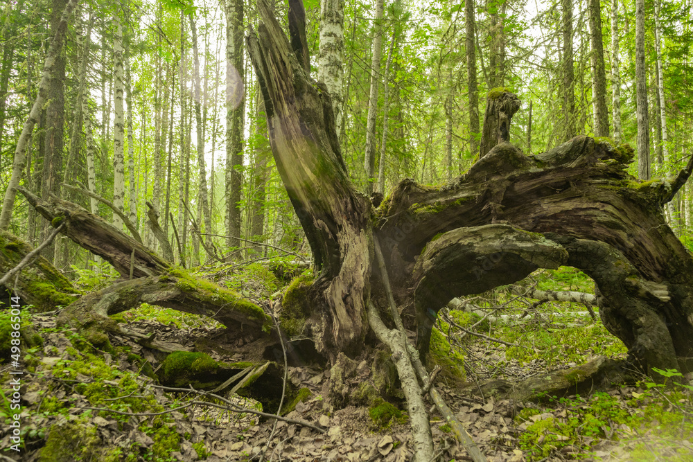 Remains of a tree-dry and dead upturned gray roots. Old dry roots trees ...