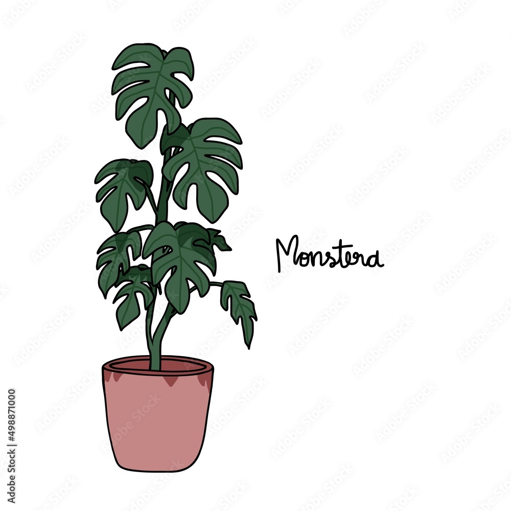 Montera plant drawing vector illustration Stock Vector | Adobe Stock