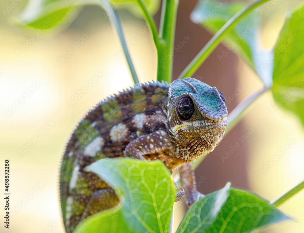 Foto de Endemic lizard Panther chameleon (Furcifer pardalis) in ...