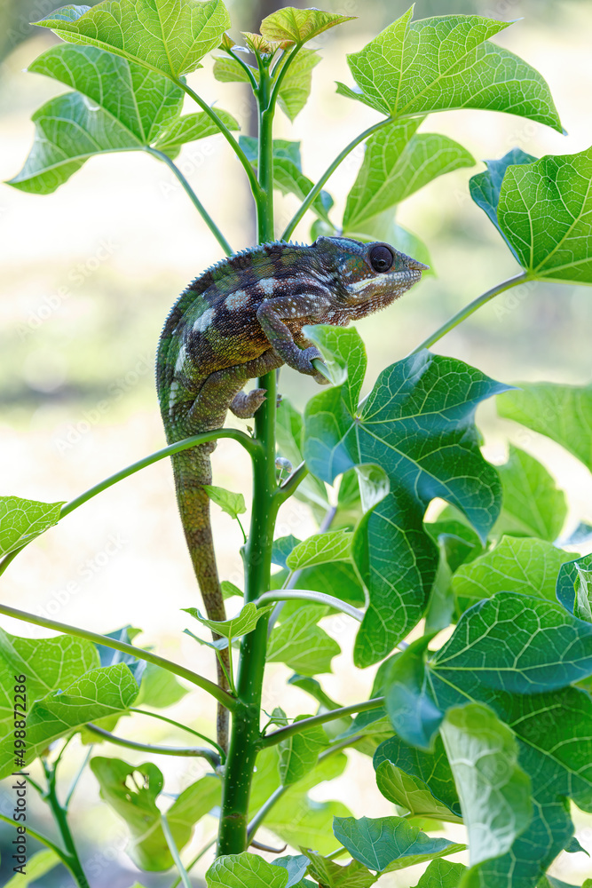 Endemic lizard Panther chameleon (Furcifer pardalis) in rainforest at ...