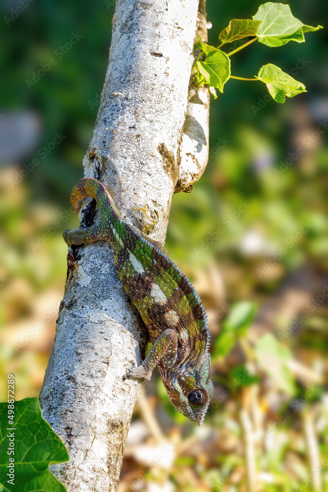 Endemic lizard Panther chameleon (Furcifer pardalis) in rainforest at ...
