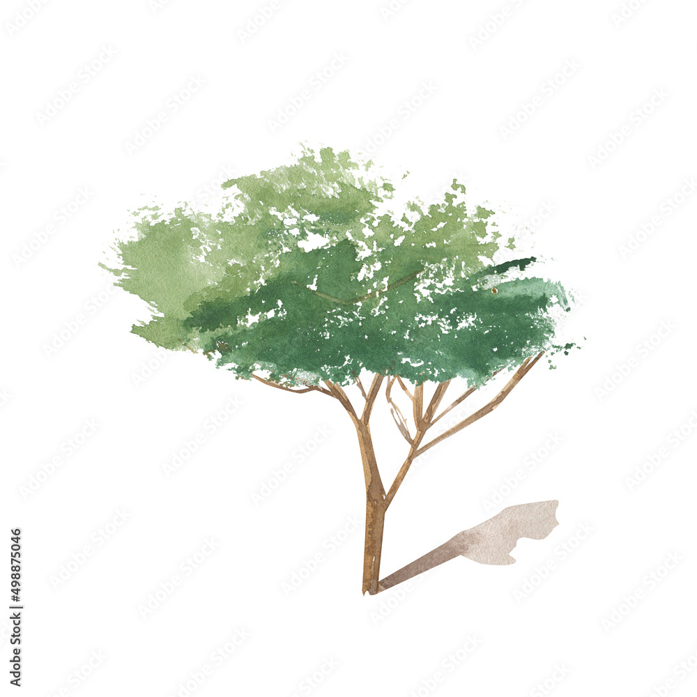 Watercolor tree illustration. Hand drawn watercolor painting on white ...