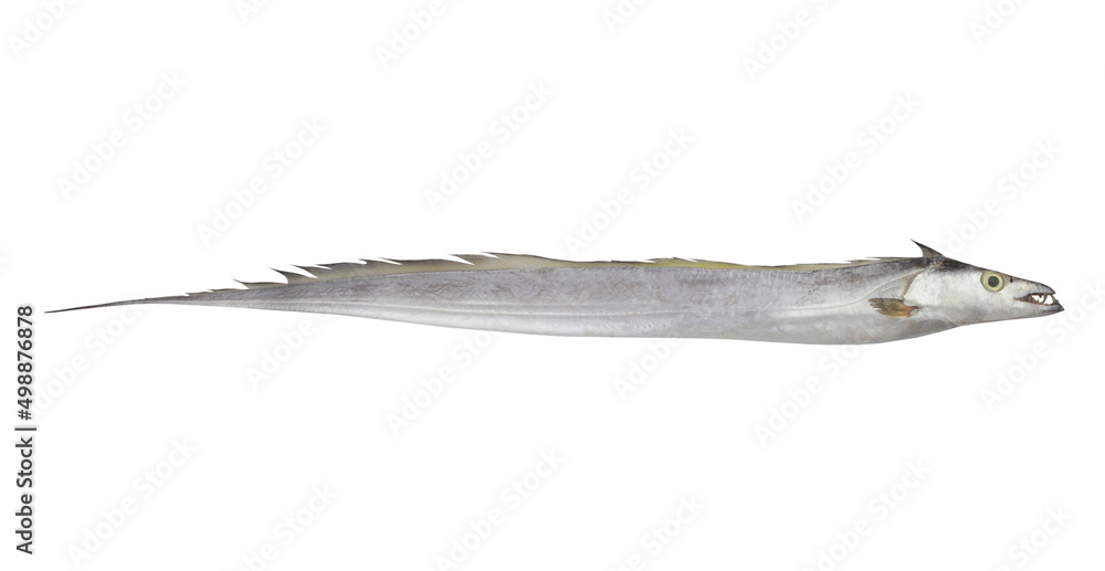 Largehead hairtail fish isolated on white background Stock Photo ...