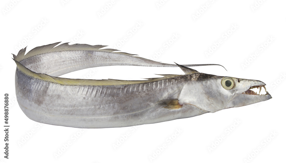 Largehead hairtail fish isolated on white background Stock Photo ...
