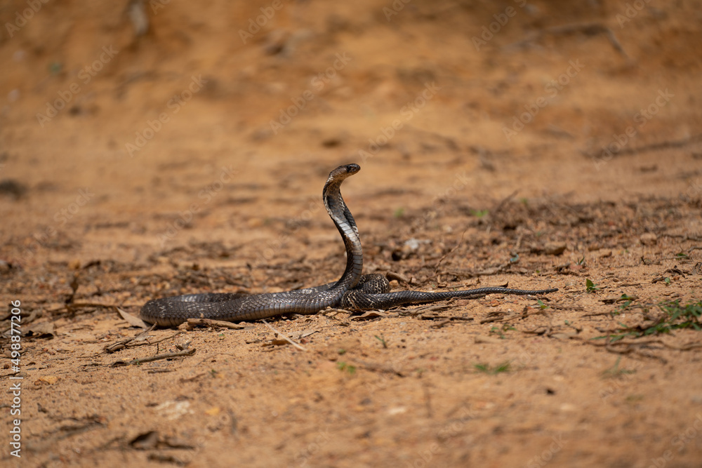 The cobra is the common name of some elapids able to widen the ribs to ...