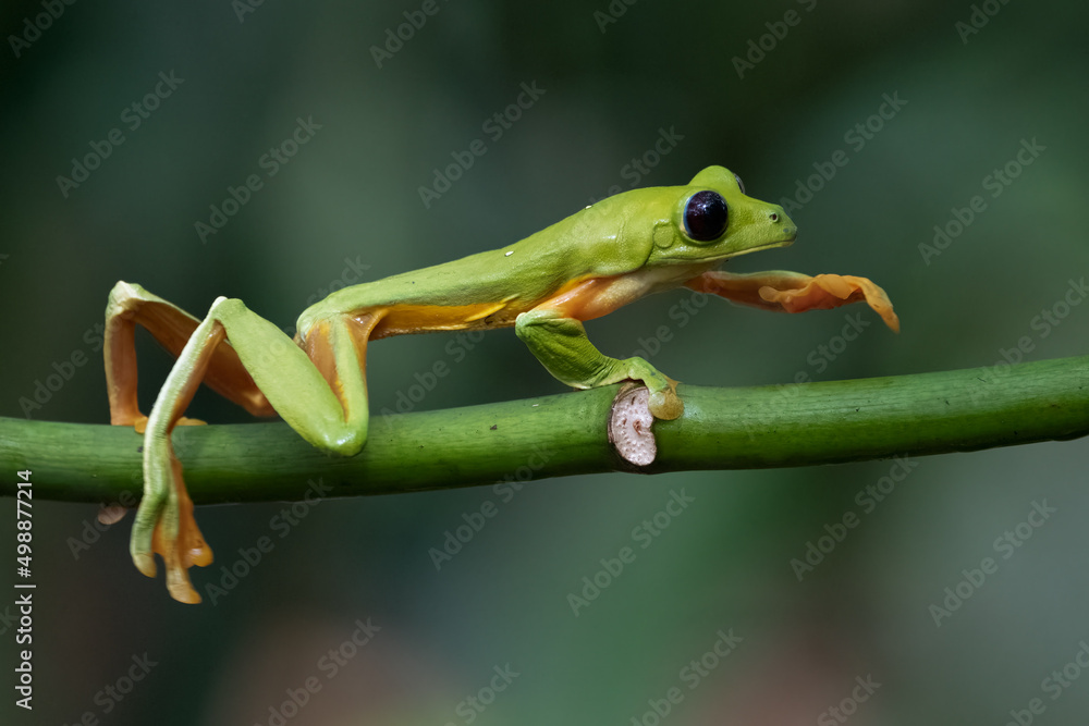 Gliding tree frog (Agalychnis spurrelli) is a species of frog in family ...