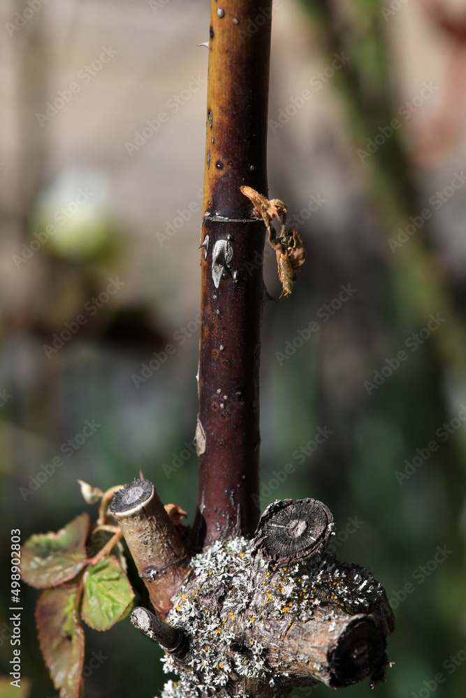 Plant disease in roses such as mildew or rust are common. Stem Blight ...