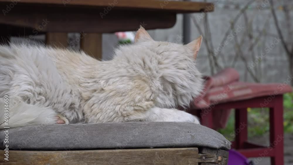 Homeless dirty cat lies on a torn dirty chair in the yard. A hungry ...