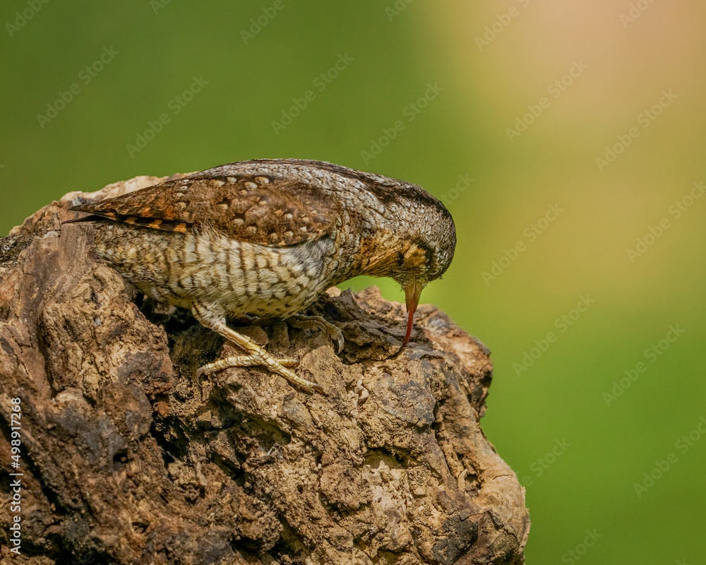 Eurasian Wryneck bird male on a branch green background grabbing ...