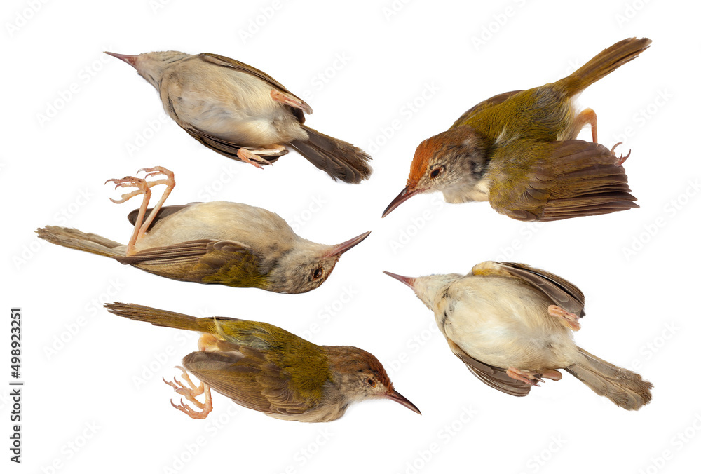 Isolated dead bird on white. Characteristics of the death of birds from ...