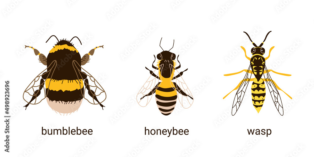 Comparison of three insects bee, wasp and bumblebee. Cute buzzing ...
