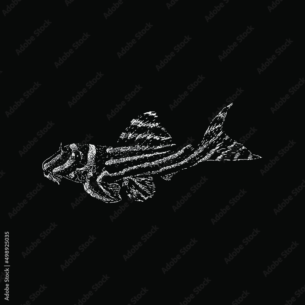 zebra pleco hand drawing vector illustration isolated on black ...