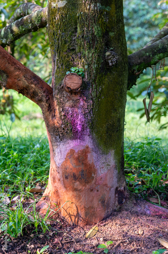 Root rot disease in durian tree, using topical drug to treat disease ...
