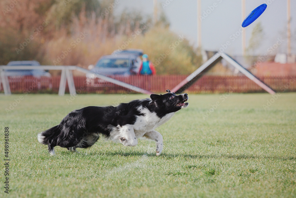 Are Border Collies Sport Dogs