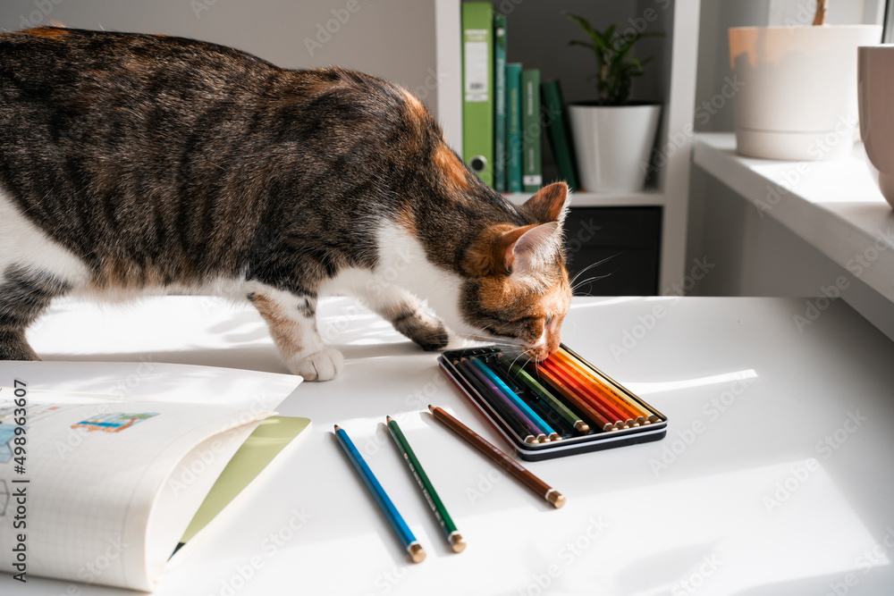 Adorable tabby cat playing with pencils on white table. Stock Photo ...