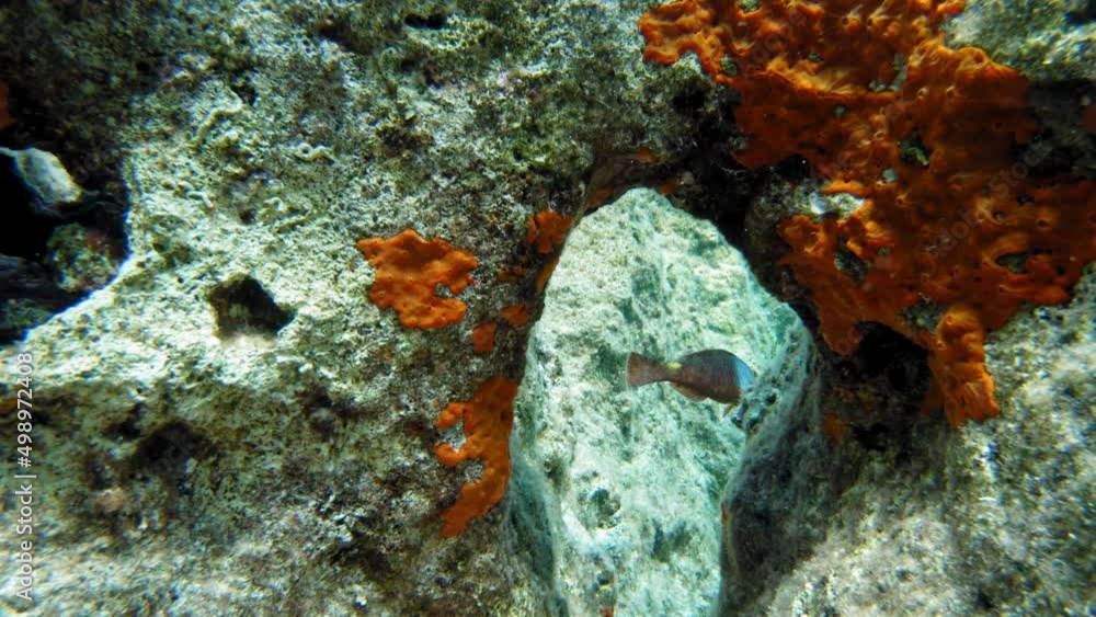 Dusky Spinefoot Fish, Squaretail Rabbitfish Swimming On The Coral Reefs ...