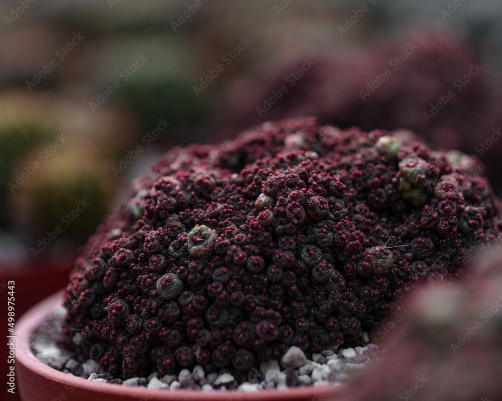 Cactus plant Mammillaria bocasana monstrosa also known as Cactus Fred ...