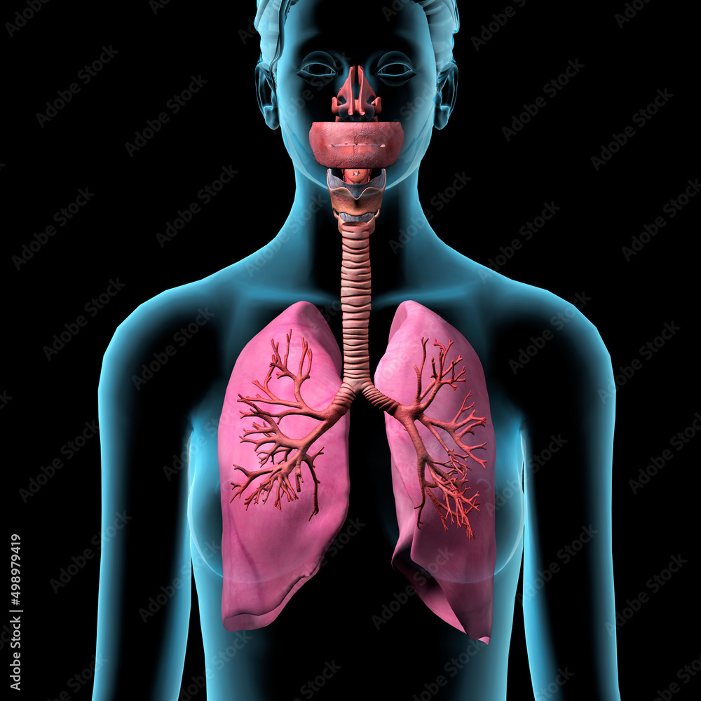 Female Respiratory System Front View on Black Background Stock ...