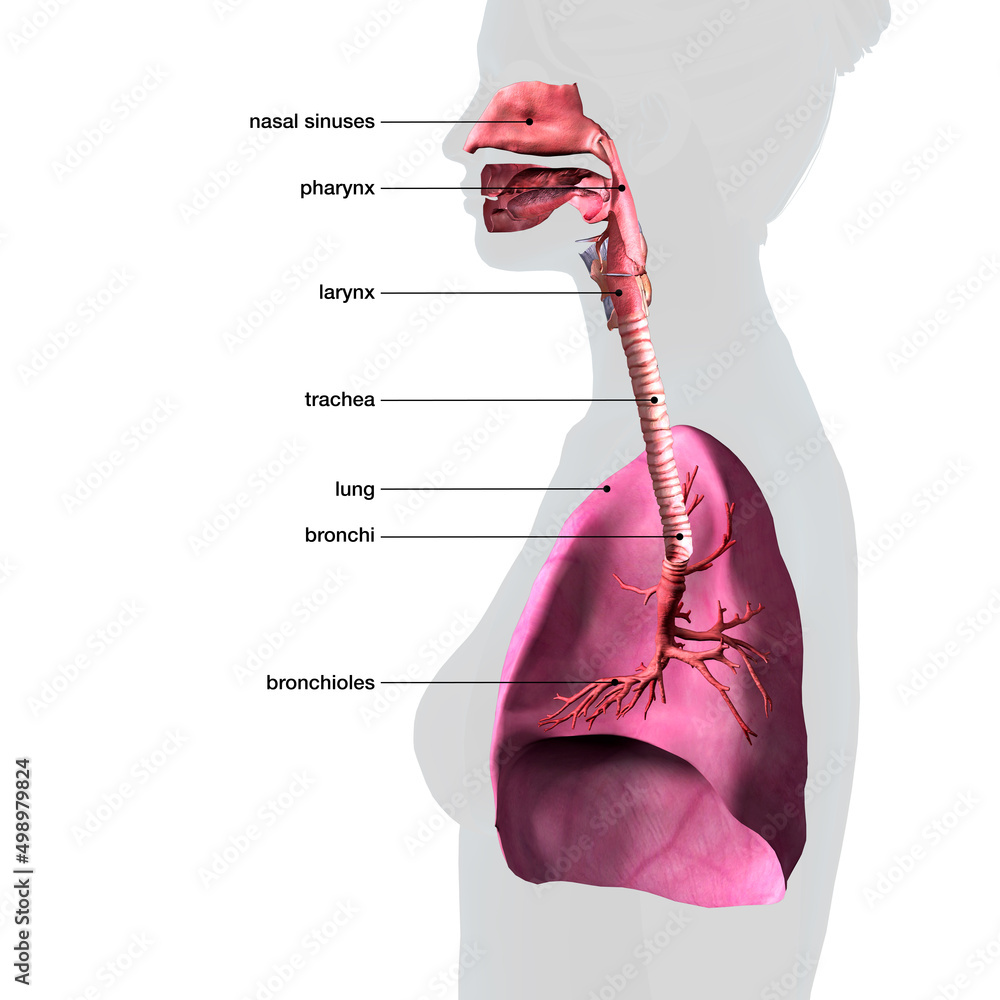 Female Respiratory System Cutaway Sideview Labeled on White Background ...