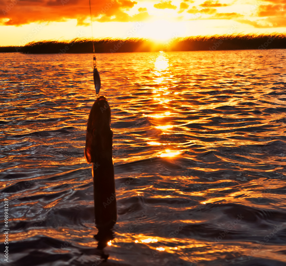 Fishing at sunset. Catching predatory fish on spinning. Sunset colors ...
