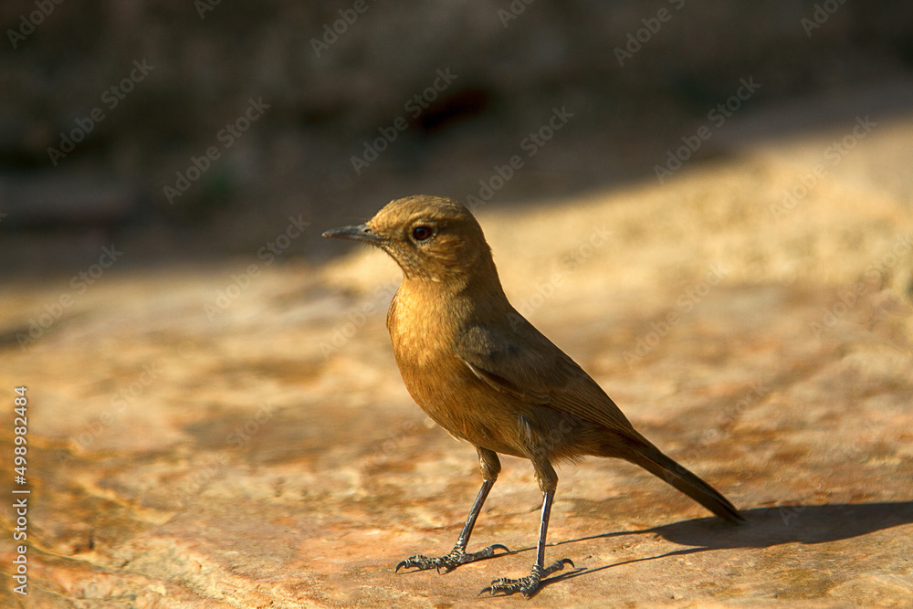 Indian chat or Brown rock chat (Oenanthe fusca, or Saxicola fusca ...