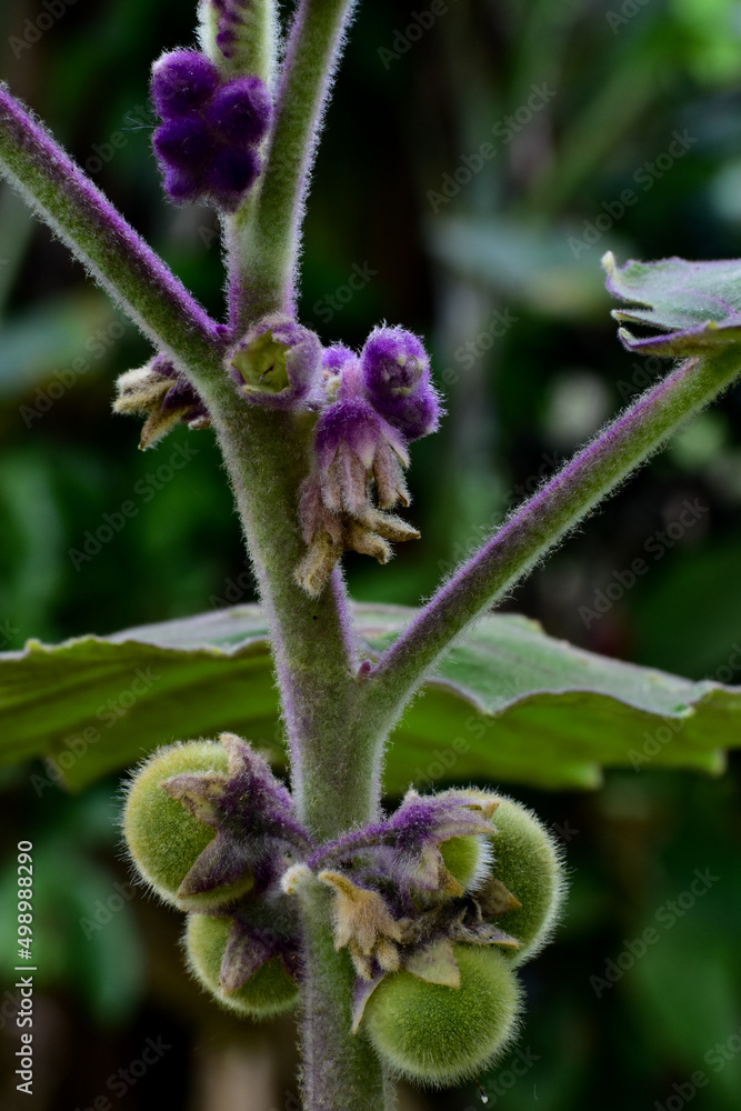 Frutas y flor del árbol de lulo cítrico Stock Photo | Adobe Stock