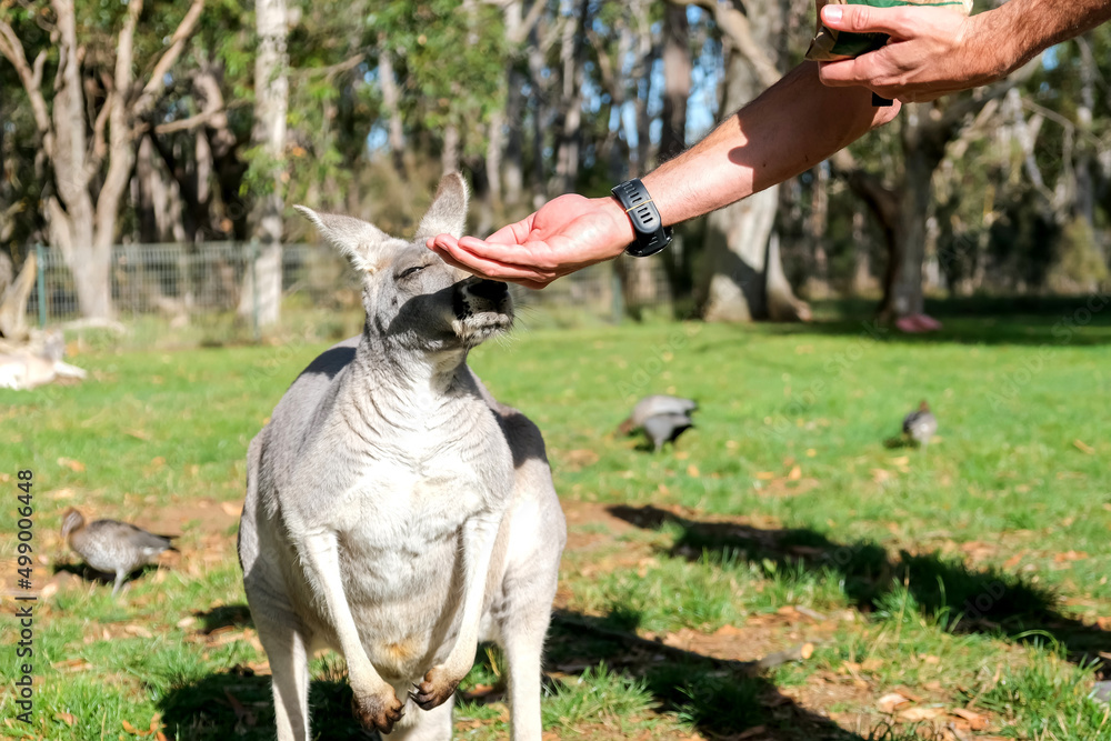 Foto de Tourist feeding kangaroo in the wild park of Australian native ...