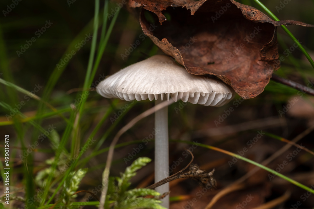 The death cap (Amanita phalloides) is a deadly poisonous mushroom that ...